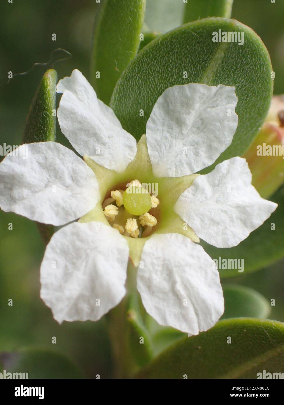 bantigue (Pemphis acidula) Plantae Stock Photo - Alamy
