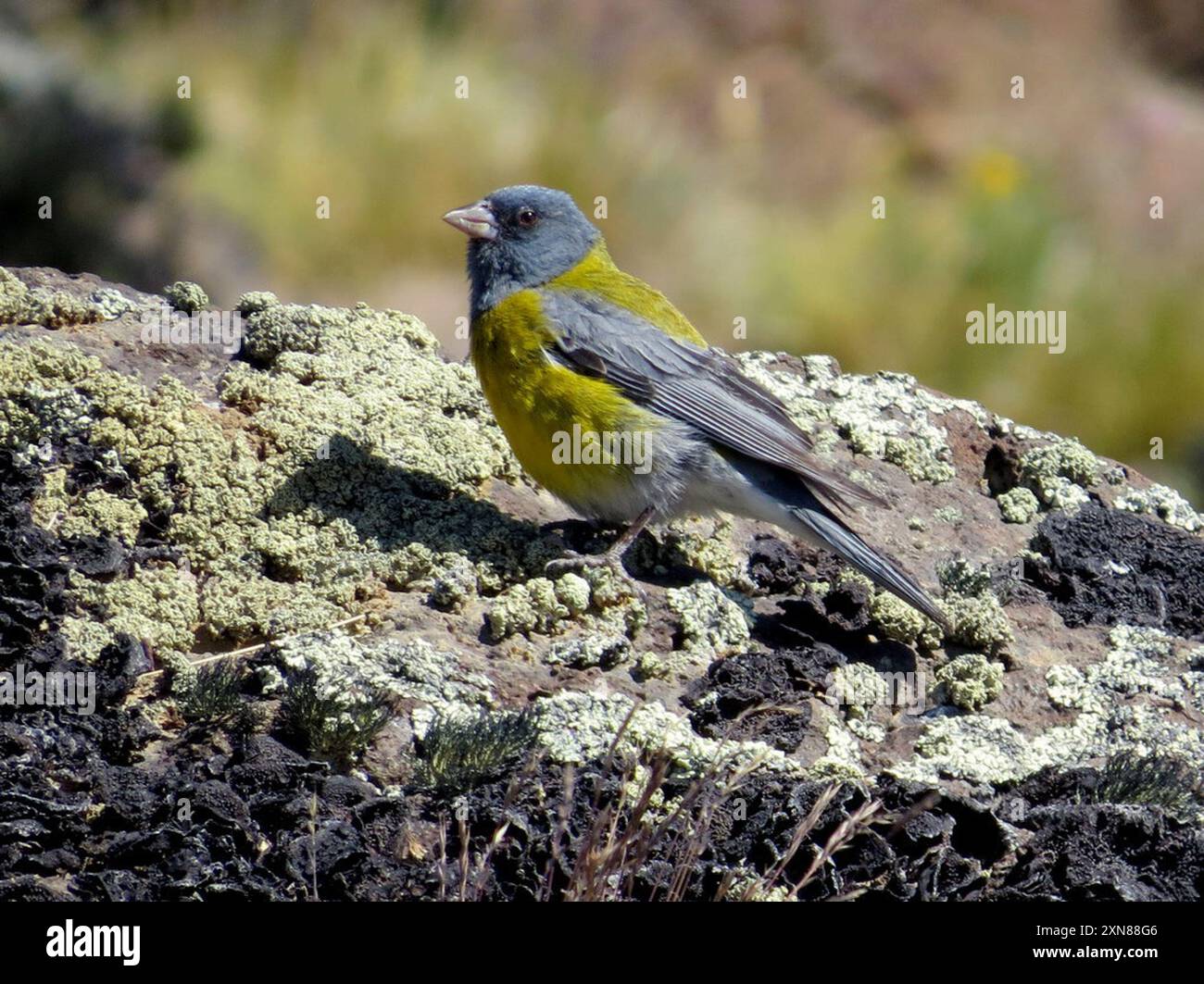 Gray-hooded Sierra-Finch (Phrygilus gayi) Aves Stock Photo - Alamy