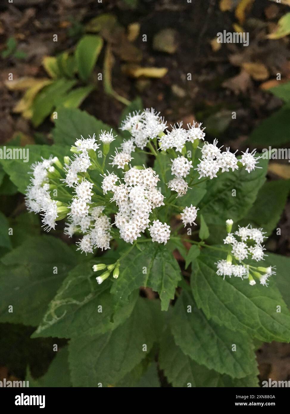 white snakeroot (Ageratina altissima) Plantae Stock Photo - Alamy