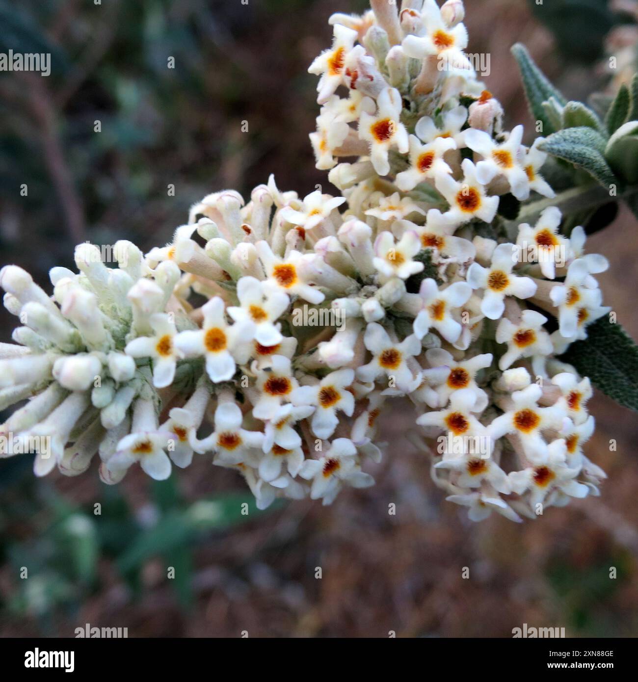 Sagewood (Buddleja salviifolia) Plantae Stock Photo - Alamy