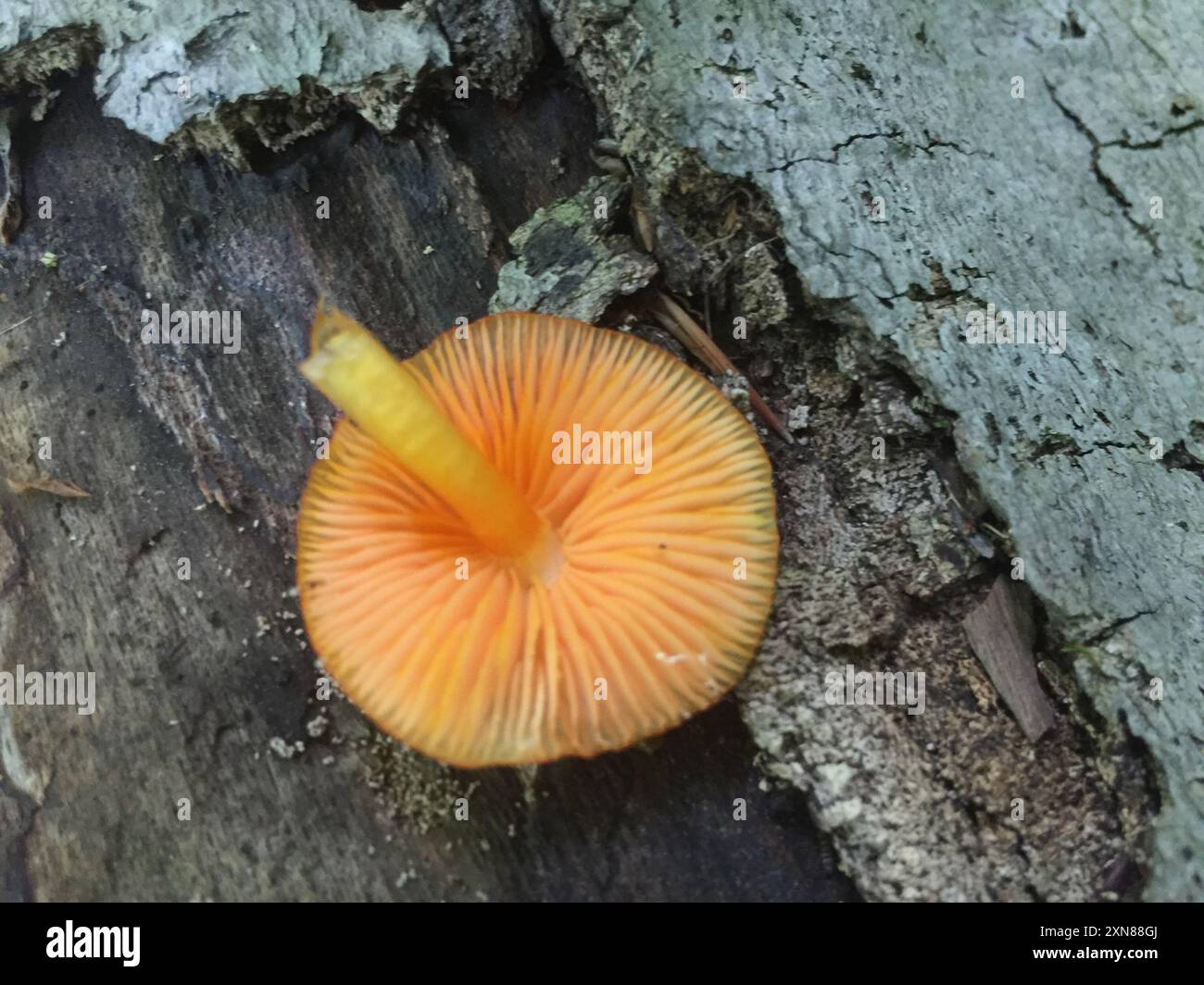 orange mycena (Mycena leaiana) Fungi Stock Photo - Alamy