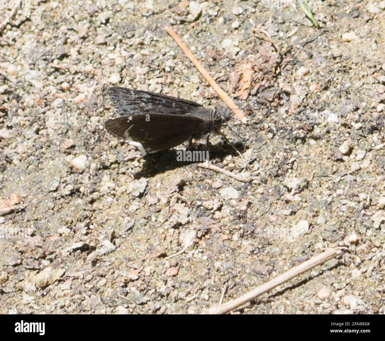 Funereal Duskywing (Erynnis funeralis) Insecta Stock Photo - Alamy
