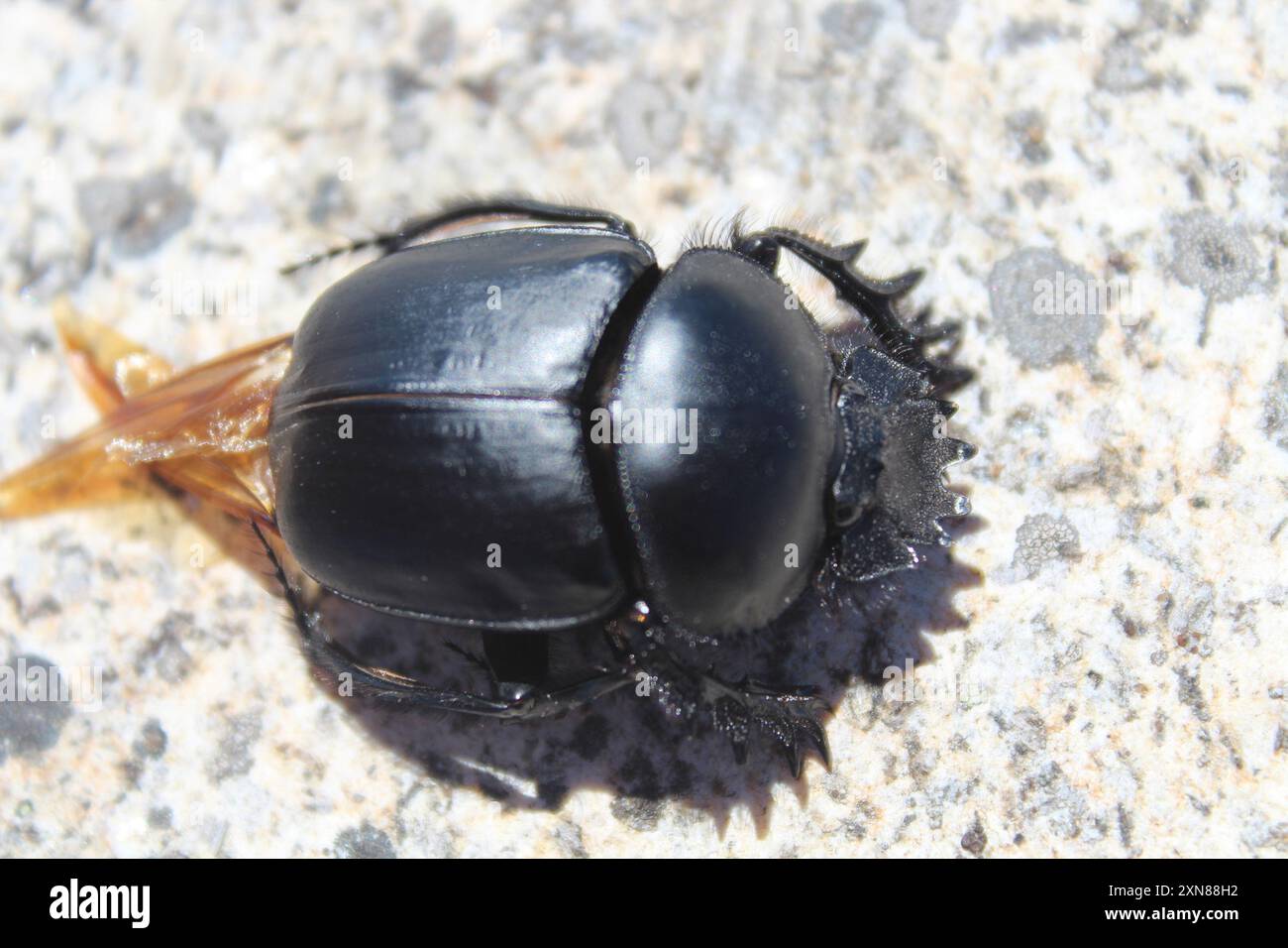 Sacred Scarab (Scarabaeus sacer) Insecta Stock Photo - Alamy
