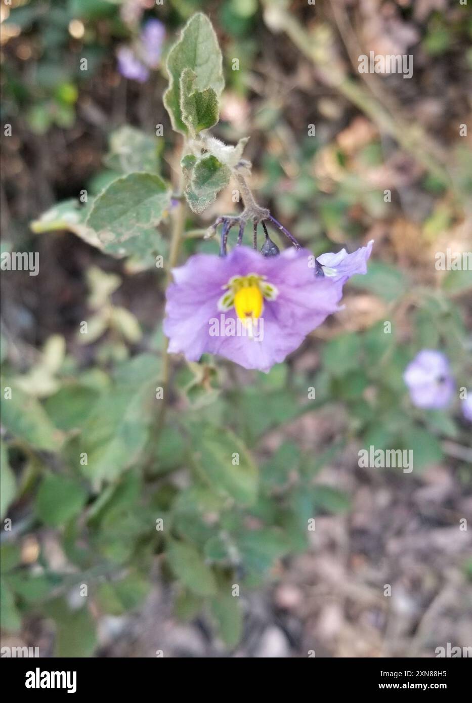 purple nightshade (Solanum xanti) Plantae Stock Photo - Alamy