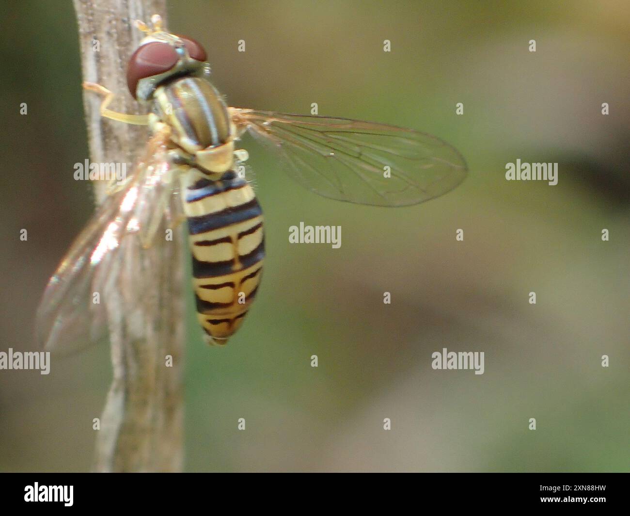 Maize Calligrapher (Toxomerus politus) Insecta Stock Photo - Alamy
