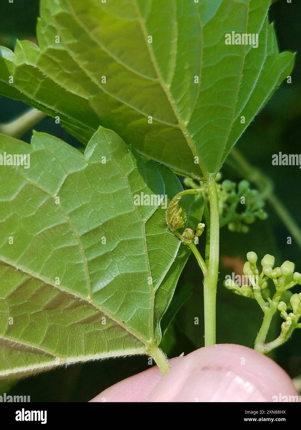 Porcelain Berry (Ampelopsis glandulosa) Plantae Stock Photo - Alamy