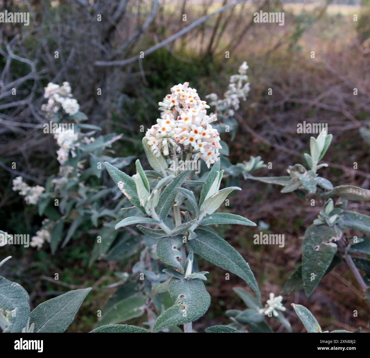 Sagewood (Buddleja salviifolia) Plantae Stock Photo - Alamy