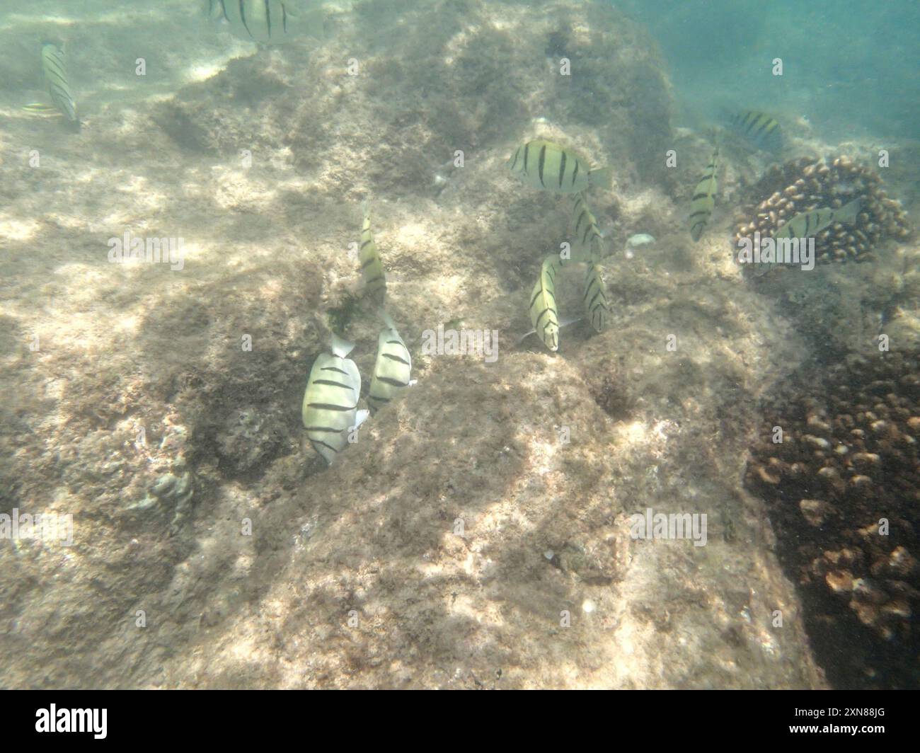Convict Surgeonfish (Acanthurus triostegus) Actinopterygii Stock Photo ...