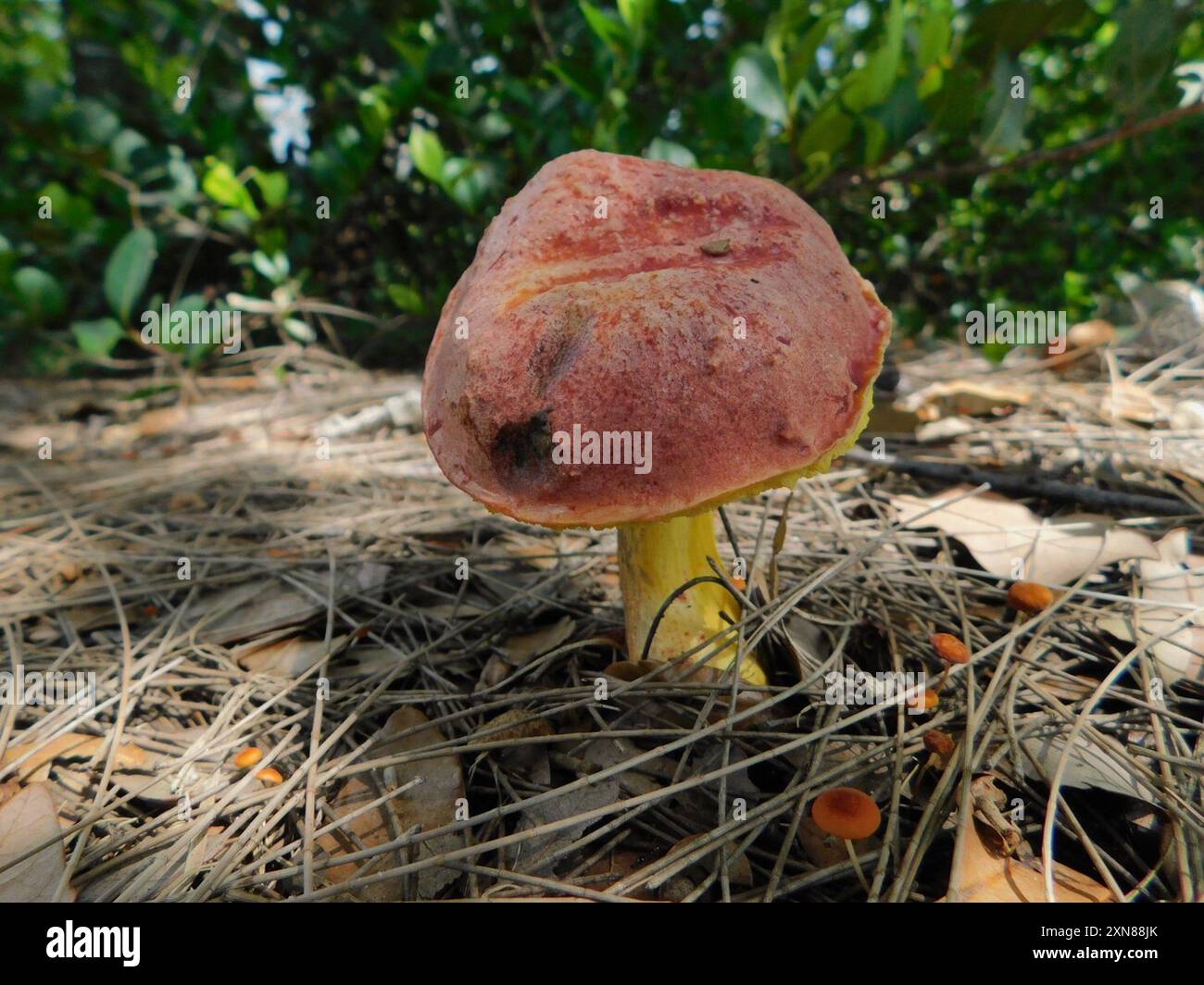 (Pulchroboletus rubricitrinus) Fungi Stock Photo - Alamy