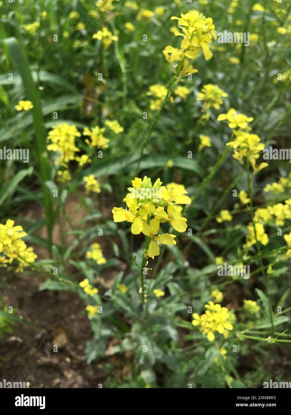 annual bastard cabbage (Rapistrum rugosum) Plantae Stock Photo - Alamy