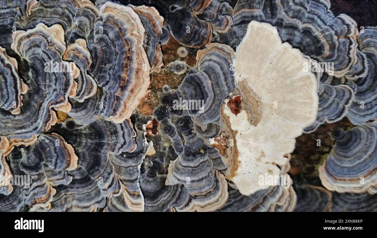 turkey-tail (Trametes versicolor) Fungi Stock Photo - Alamy