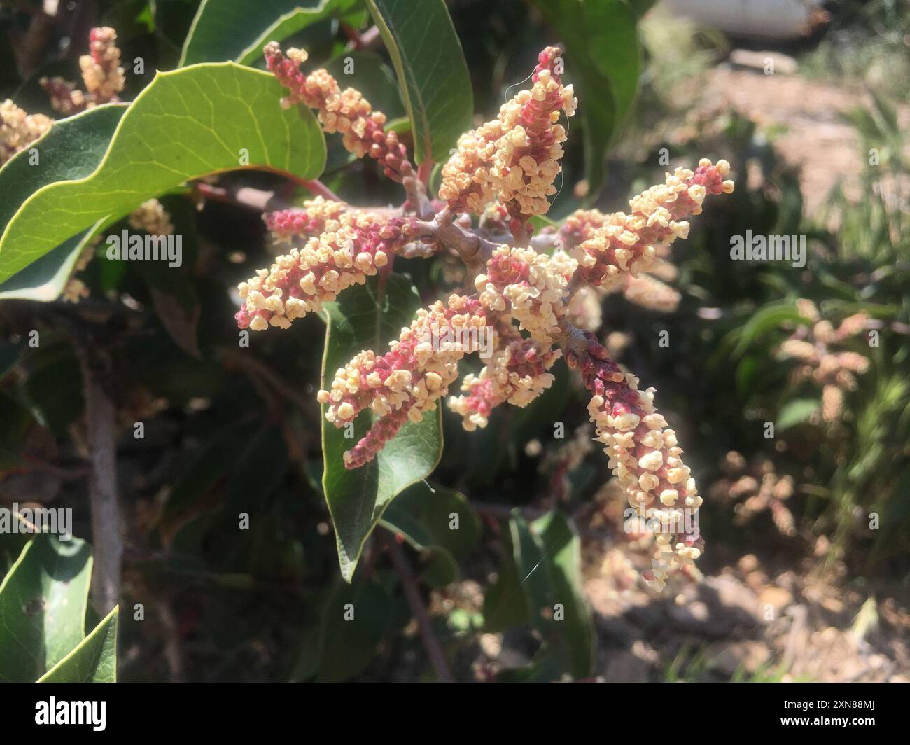 sugar bush × lemonade berry hybrid (Rhus integrifolia × ovata) Plantae ...