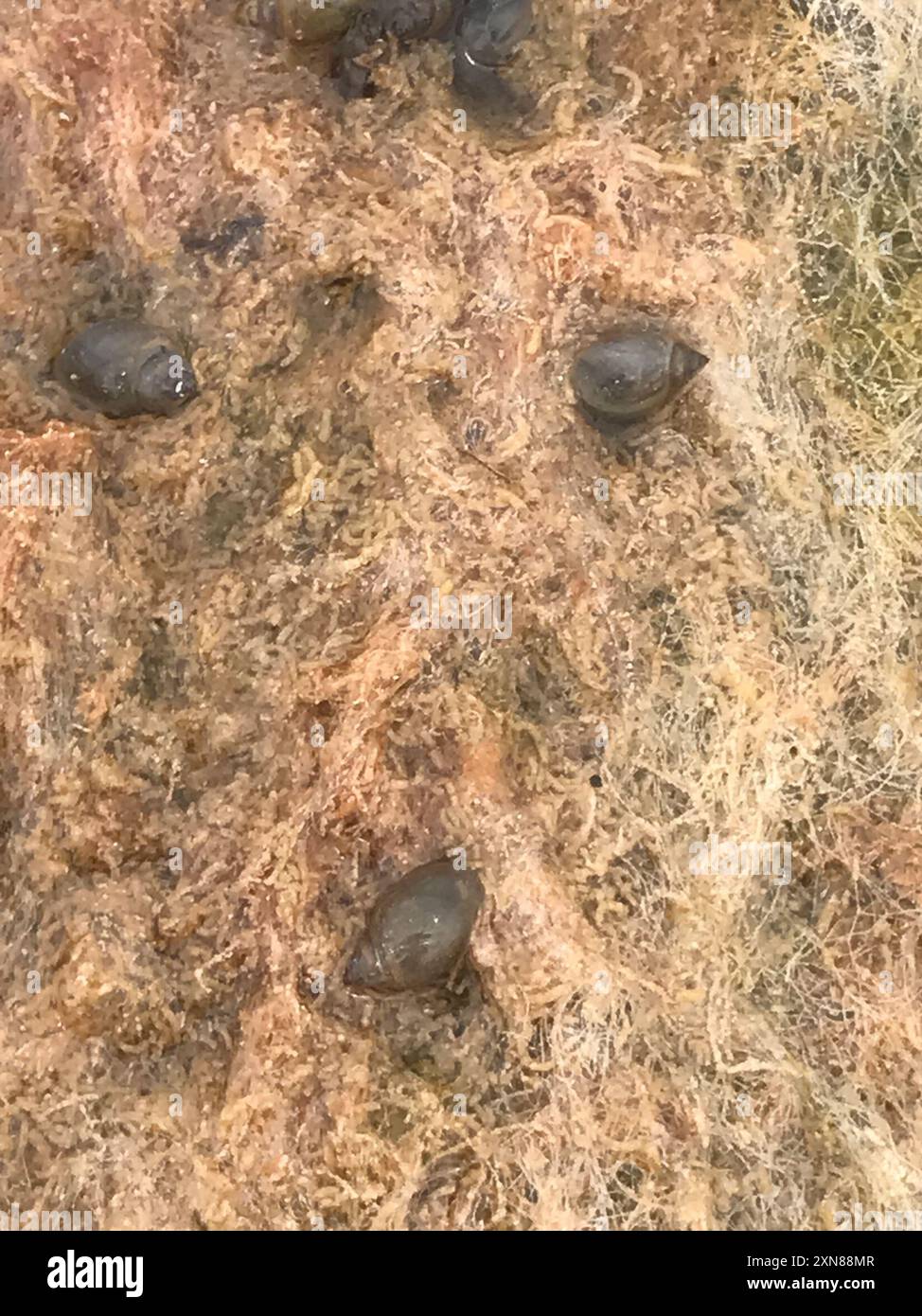 Gastropods (Gastropoda) Mollusca Stock Photo - Alamy