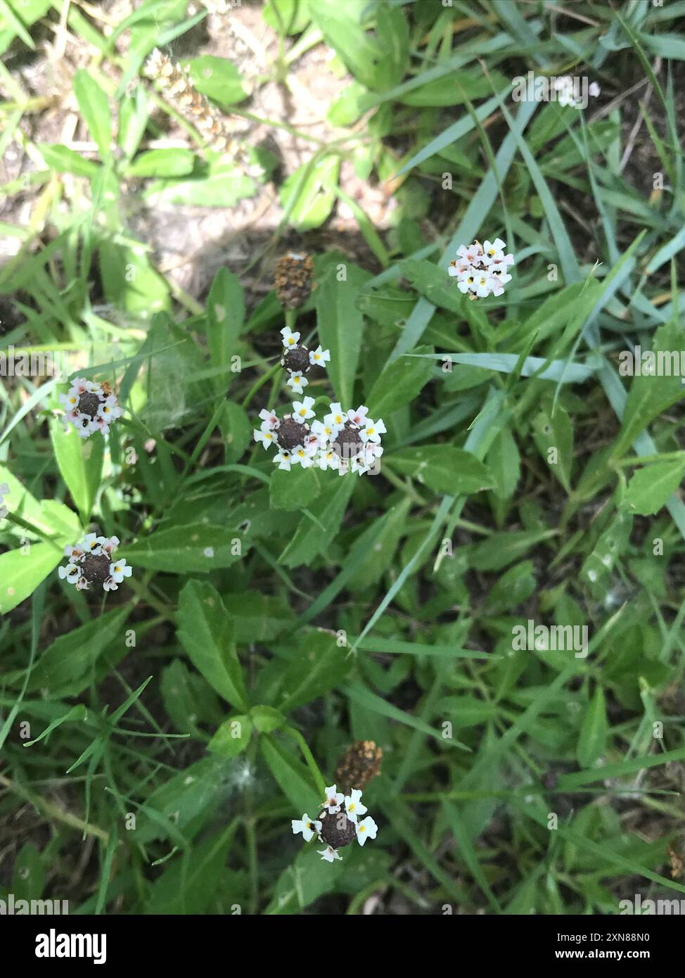 turkey tangle frogfruit (Phyla nodiflora) Plantae Stock Photo - Alamy
