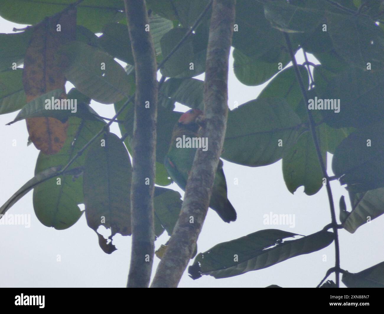 Rose faced parrot hi-res stock photography and images - Alamy