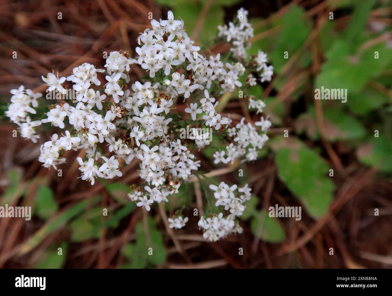 Stiff Bitterbush (Selago corymbosa) Plantae Stock Photo - Alamy