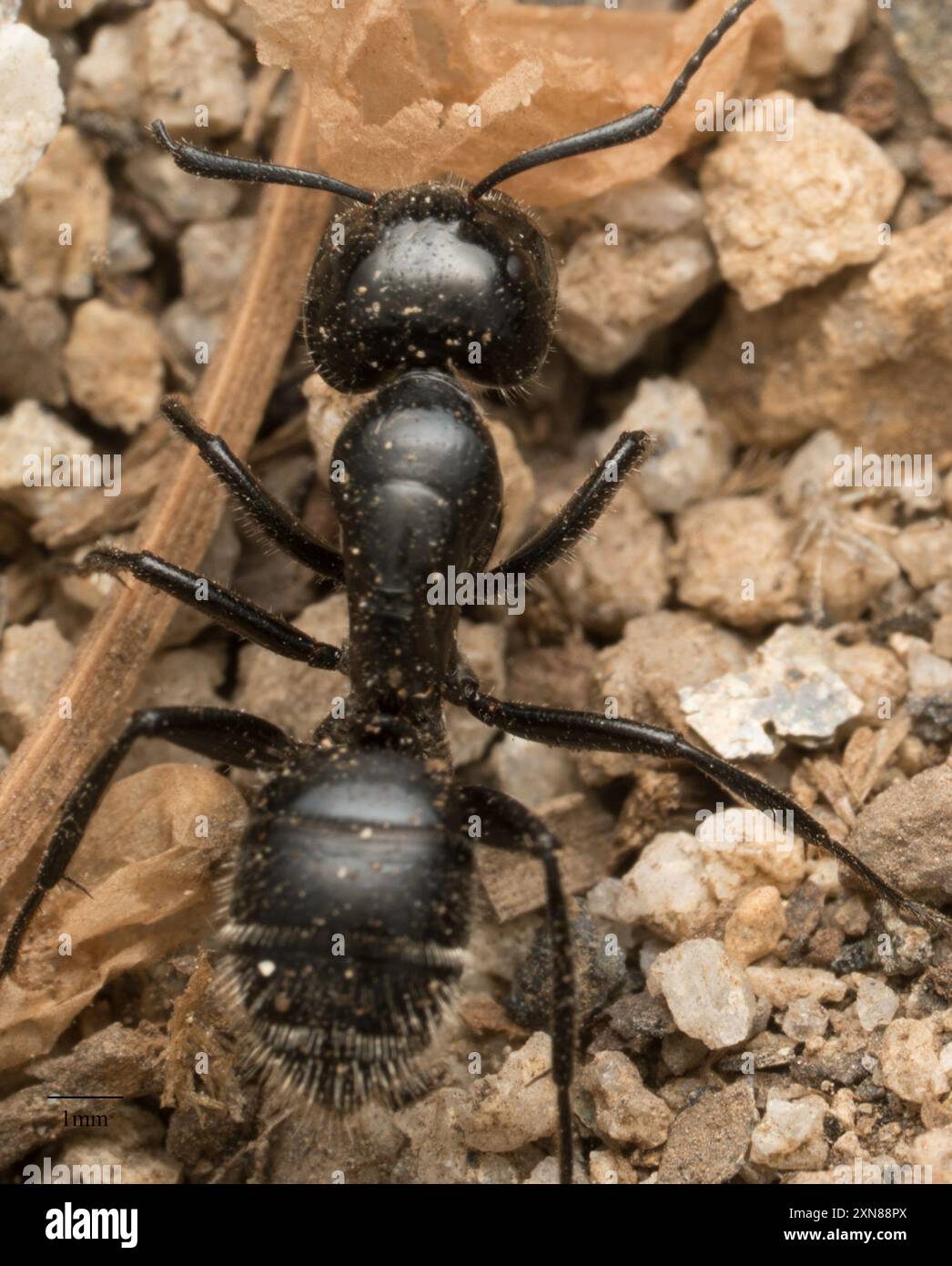 Hairy Smooth Carpenter Ant (Camponotus laevissimus) Insecta Stock Photo ...