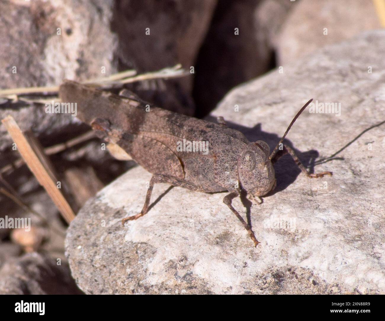 Aztec Grasshopper (Lactista azteca) Insecta Stock Photo - Alamy