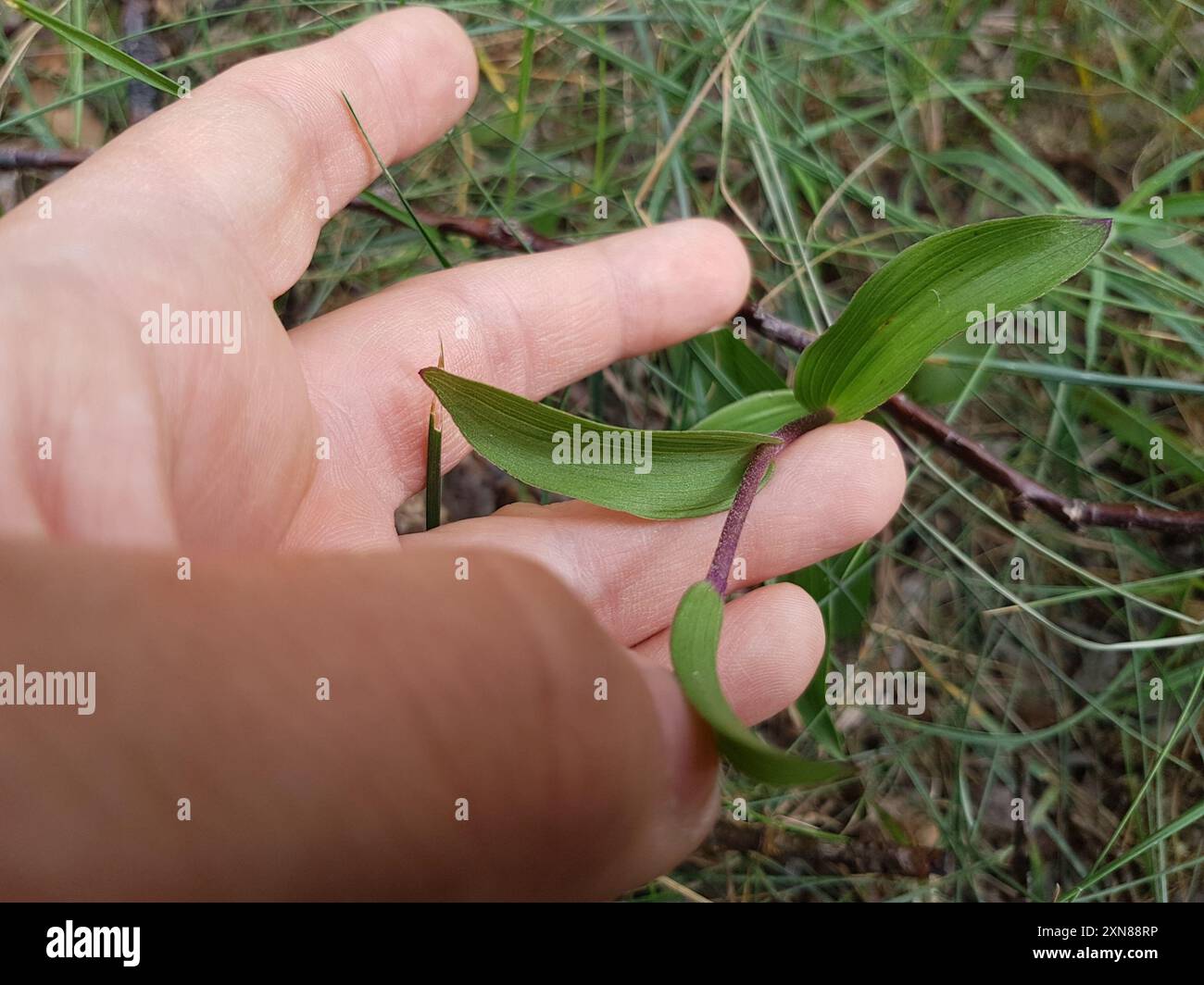 Dark-red Helleborine (Epipactis atrorubens) Plantae Stock Photo - Alamy