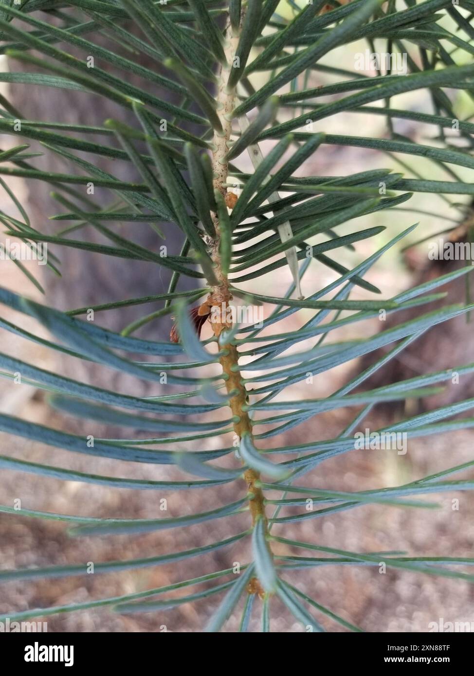 white fir (Abies concolor) Plantae Stock Photo - Alamy