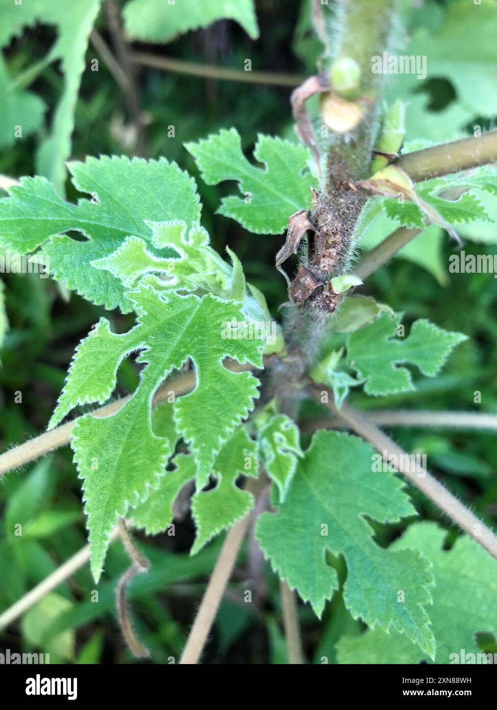 Paper mulberry (Broussonetia papyrifera) Plantae Stock Photo - Alamy