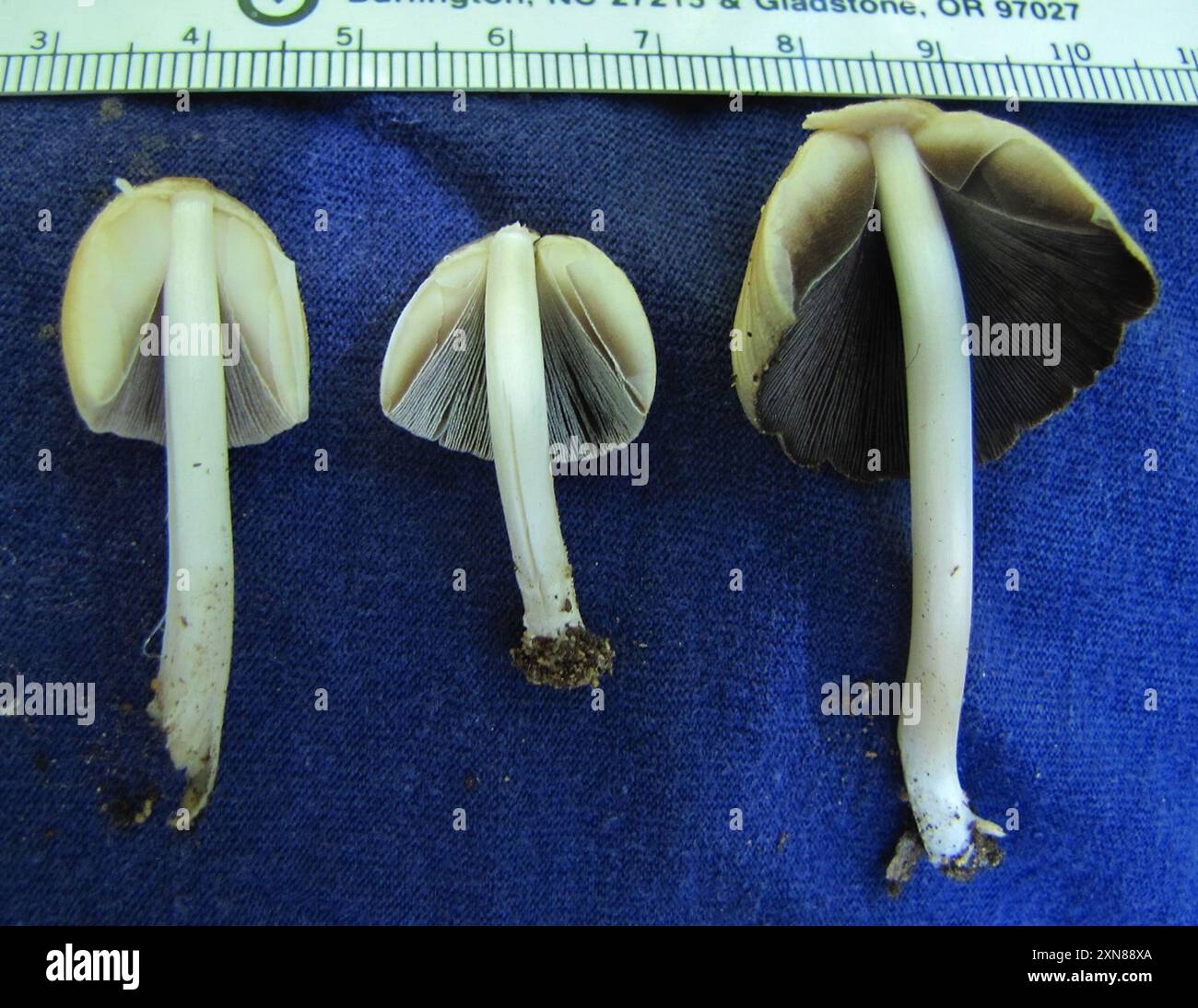 Common Ink Cap (Coprinopsis atramentaria) Fungi Stock Photo - Alamy