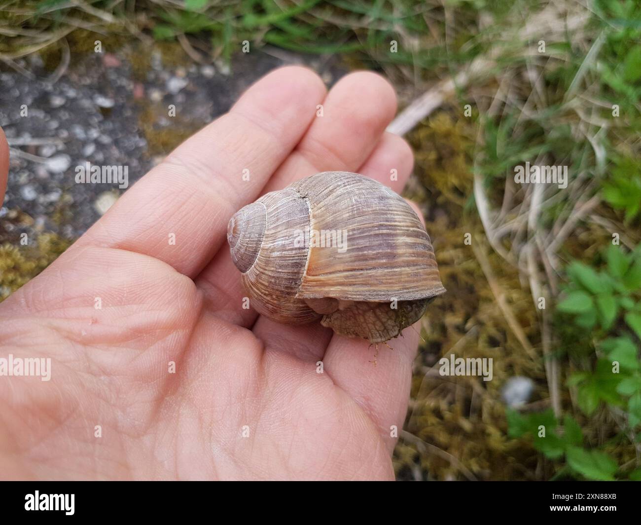 Roman Snail (Helix pomatia) Mollusca Stock Photo - Alamy