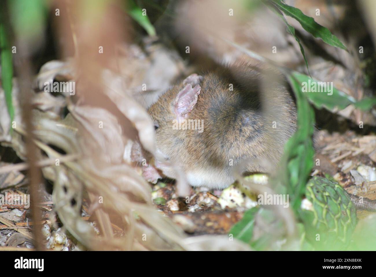 Old World Rats (Rattus) Mammalia Stock Photo - Alamy
