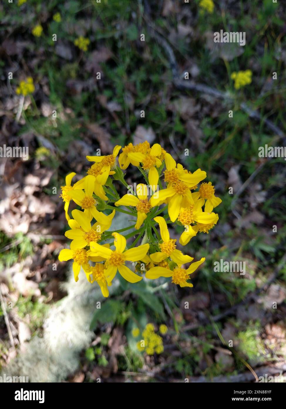 Tall western groundsel (Senecio integerrimus) Plantae Stock Photo - Alamy