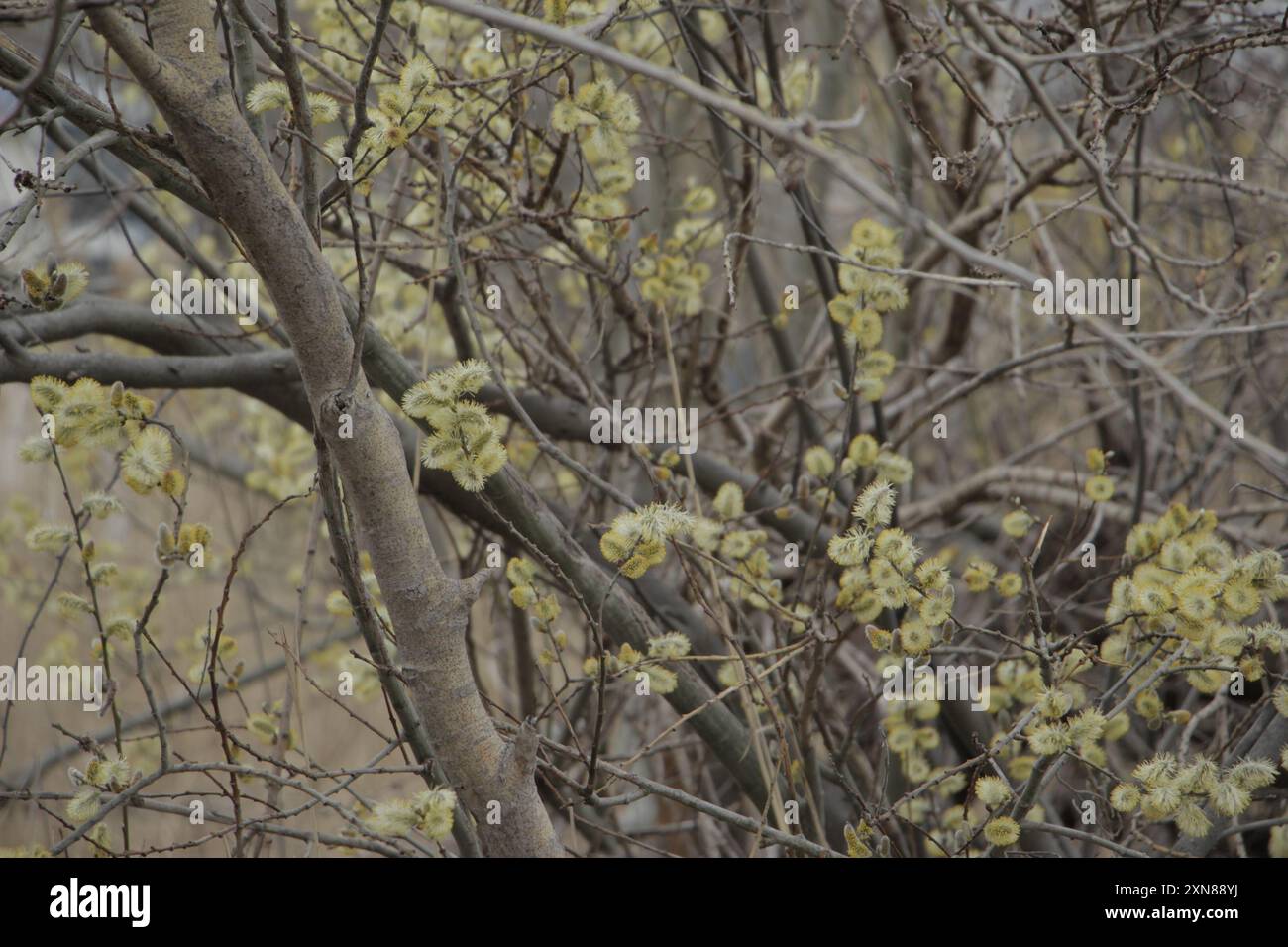 Rusty Willow (Salix atrocinerea) Plantae Stock Photo - Alamy