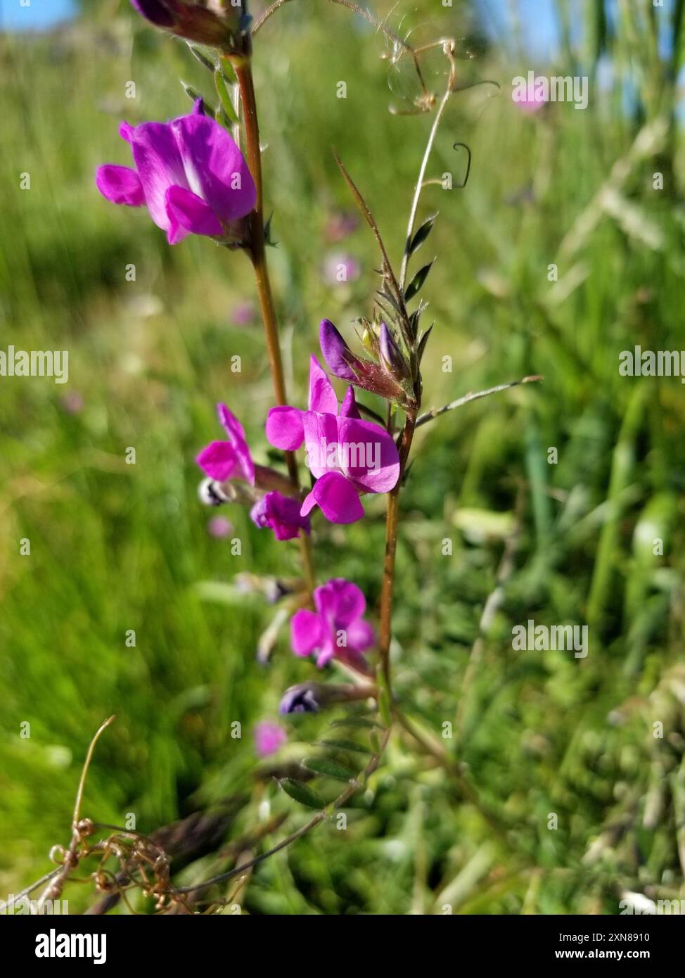 Common Vetch (Vicia sativa) Plantae Stock Photo - Alamy