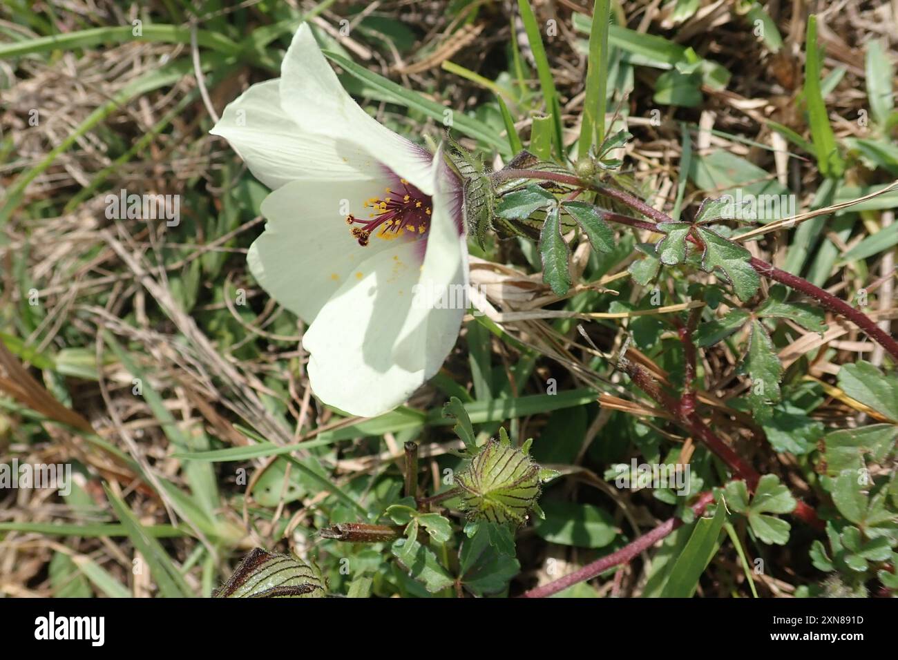 flower-of-an-hour (Hibiscus trionum) Plantae Stock Photo - Alamy