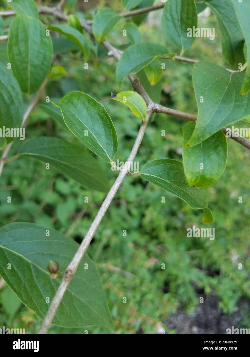 Amur honeysuckle (Lonicera maackii) Plantae Stock Photo - Alamy