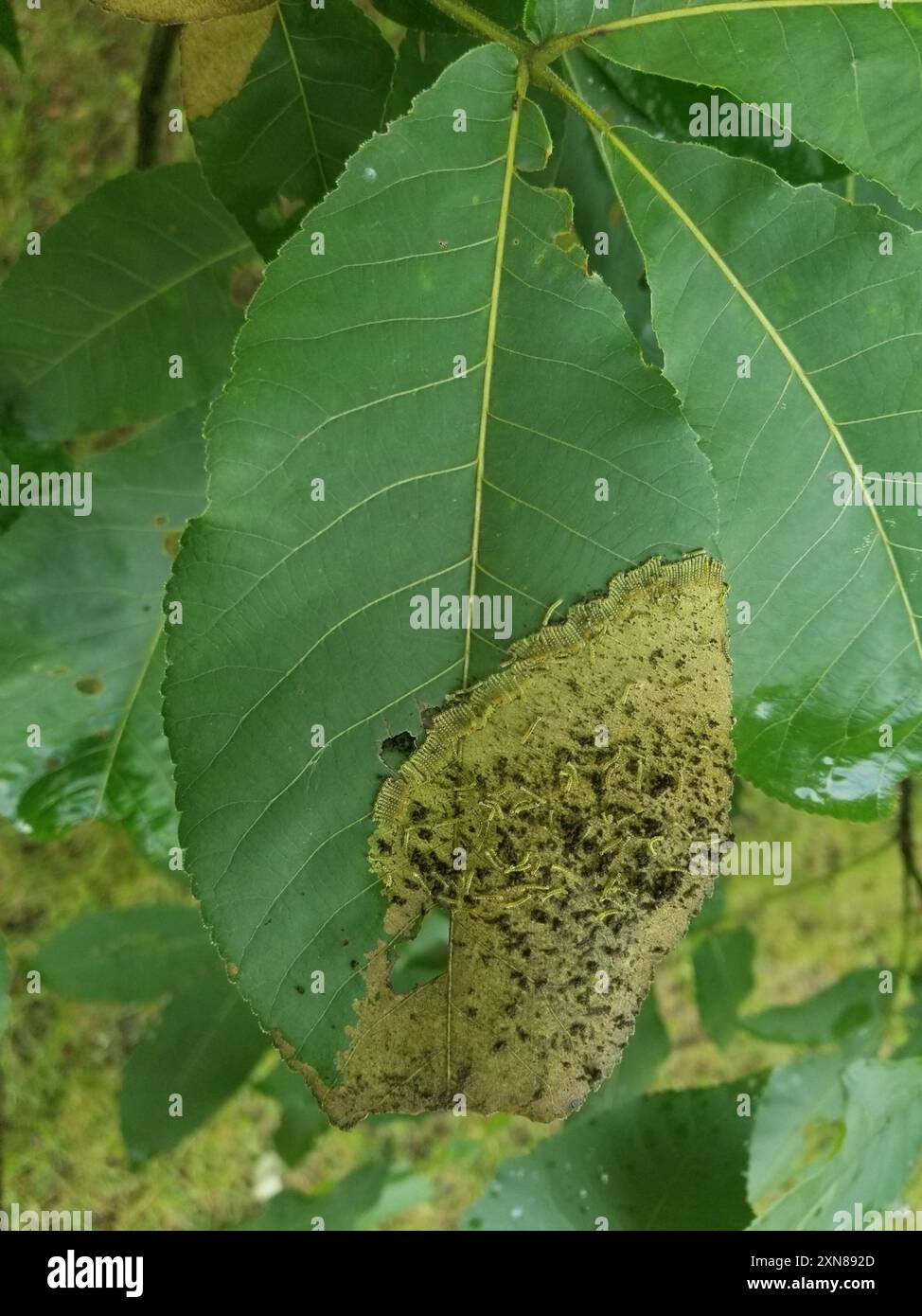 Walnut Caterpillar Moth (Datana integerrima) Insecta Stock Photo - Alamy