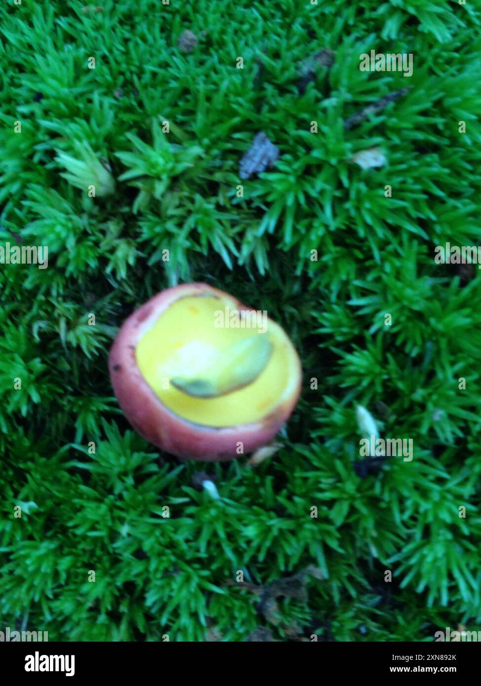 two-colored bolete (Baorangia bicolor) Fungi Stock Photo - Alamy