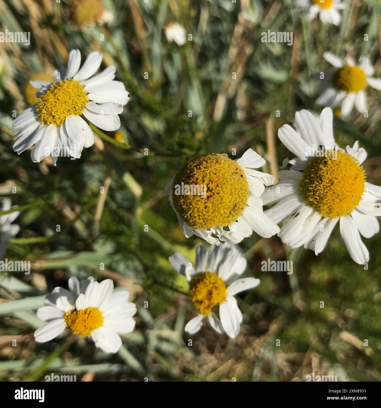 scentless mayweed (Tripleurospermum inodorum) Plantae Stock Photo - Alamy