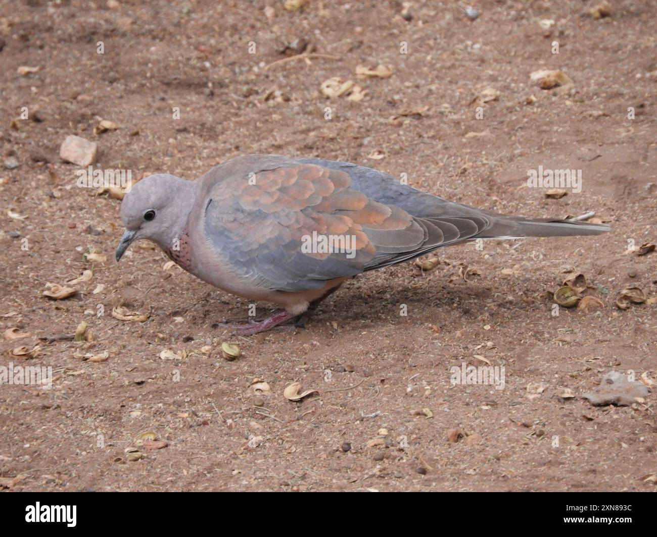 Southern Laughing Dove (Spilopelia senegalensis senegalensis) Aves ...
