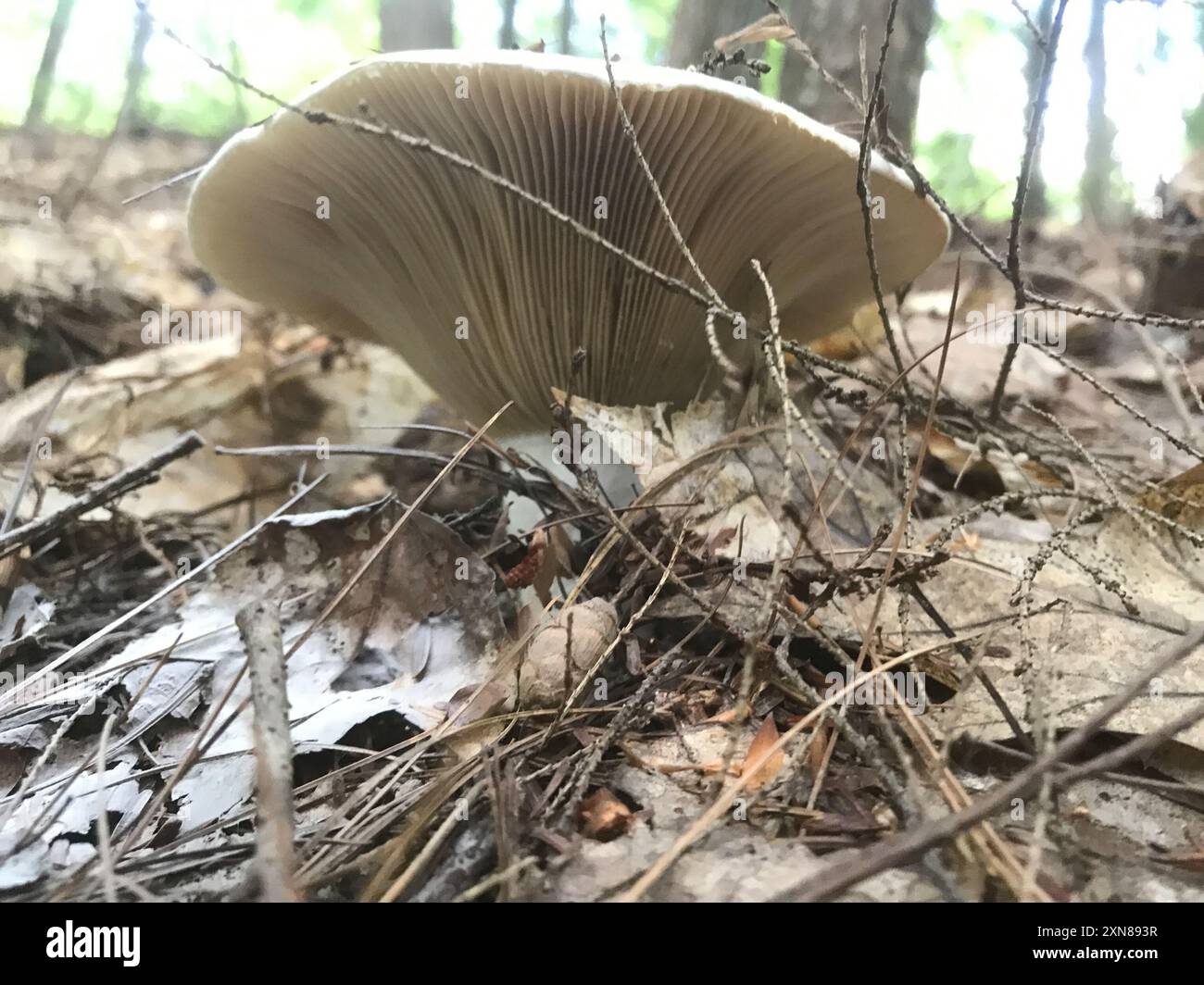 Short-stemmed Russula (Russula brevipes) Fungi Stock Photo - Alamy