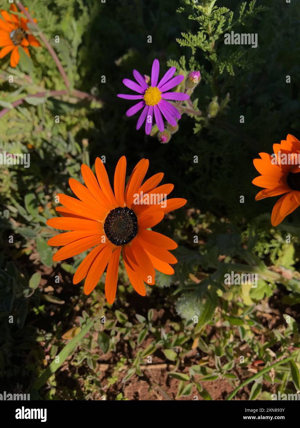Hairy African Daisy (Arctotis hirsuta) Plantae Stock Photo - Alamy