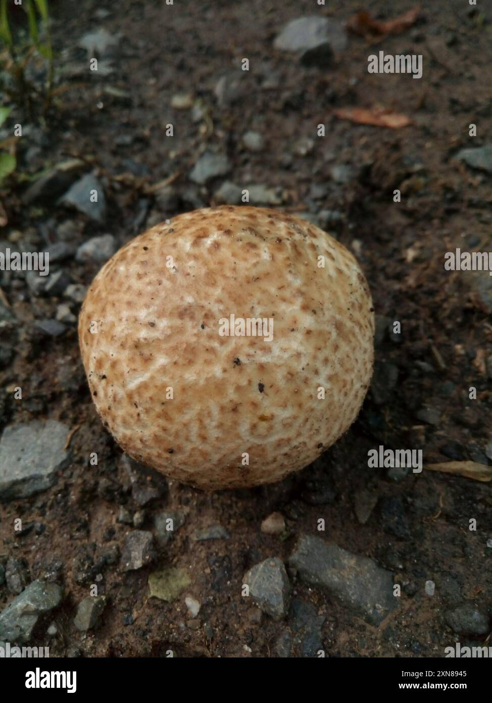 puffballs (Lycoperdaceae) Fungi Stock Photo - Alamy