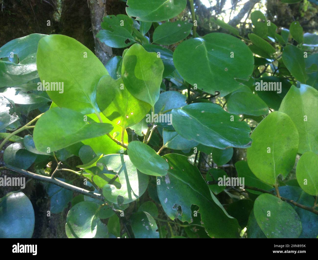 New Zealand Broadleaf (Griselinia littoralis) Plantae Stock Photo - Alamy