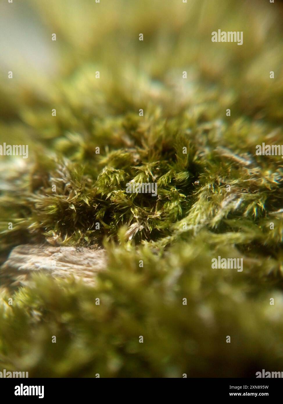 joint-toothed mosses (Bryopsida) Plantae Stock Photo - Alamy