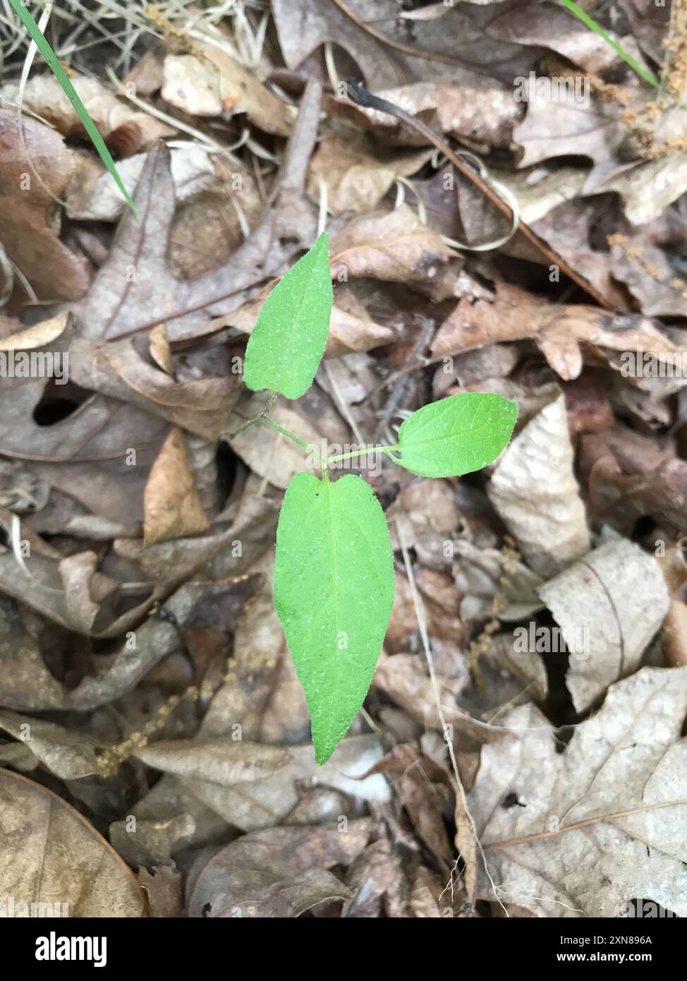 Virginia snakeroot (Aristolochia serpentaria) Plantae Stock Photo - Alamy