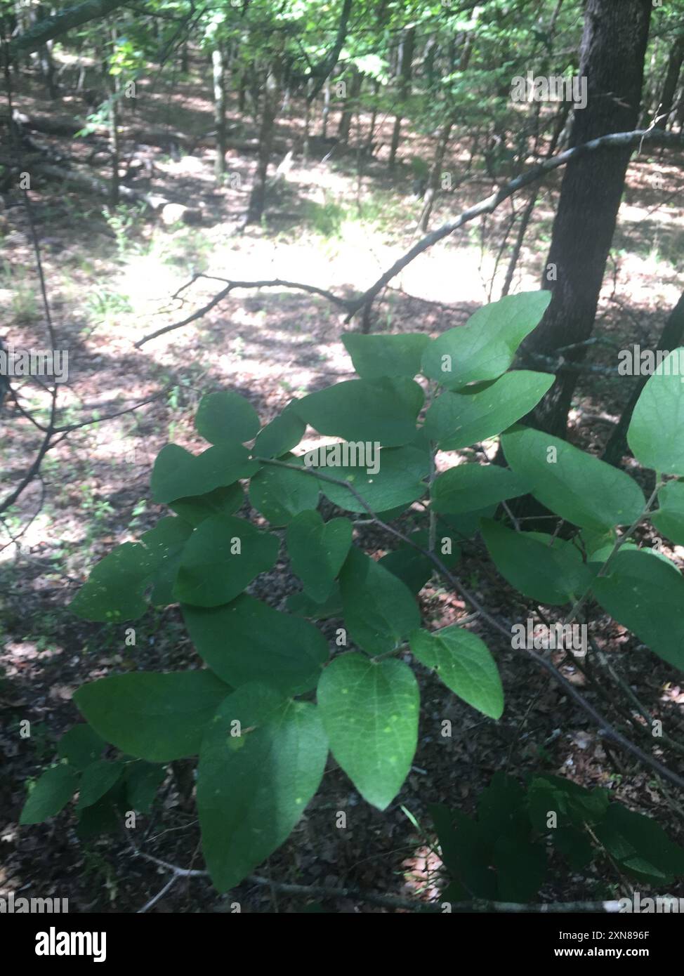 sugar hackberry (Celtis laevigata) Plantae Stock Photo - Alamy