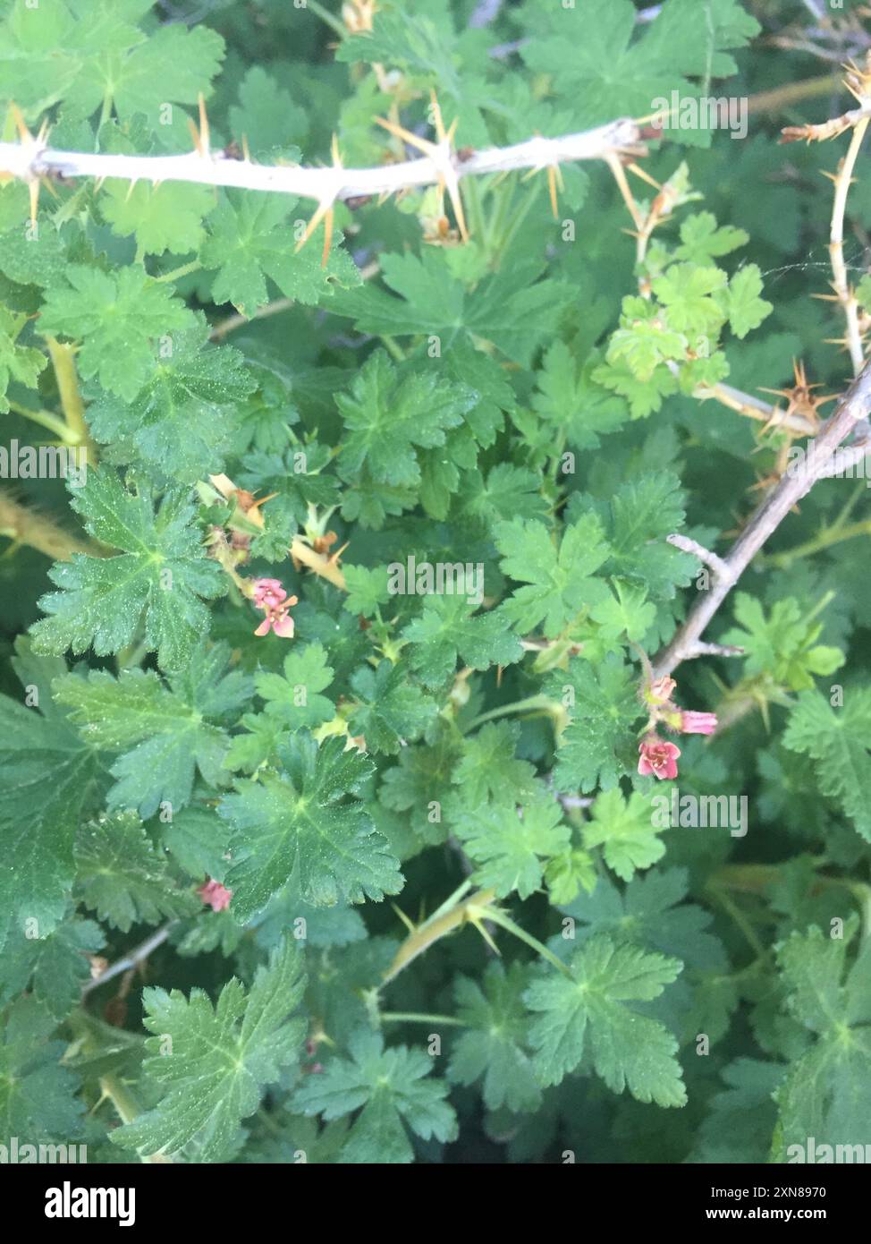 mountain gooseberry (Ribes montigenum) Plantae Stock Photo - Alamy