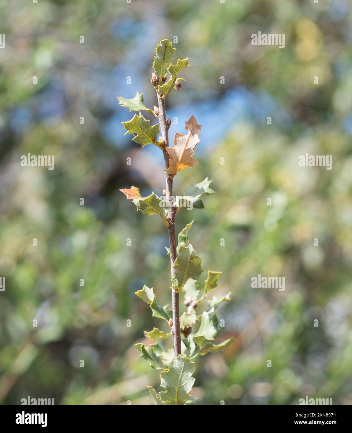 California scrub oak (Quercus berberidifolia) Plantae Stock Photo - Alamy