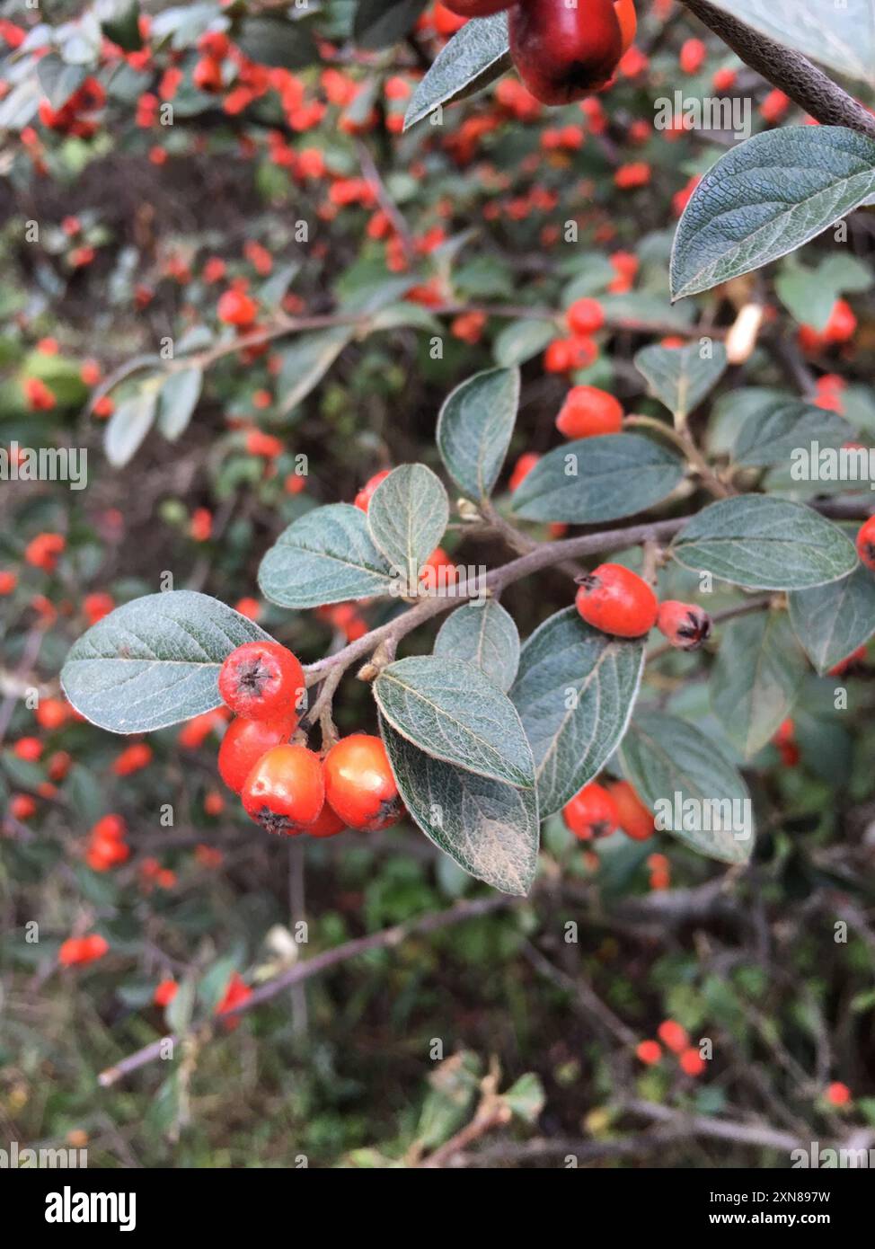 Franchet's cotoneaster (Cotoneaster franchetii) Plantae Stock Photo - Alamy