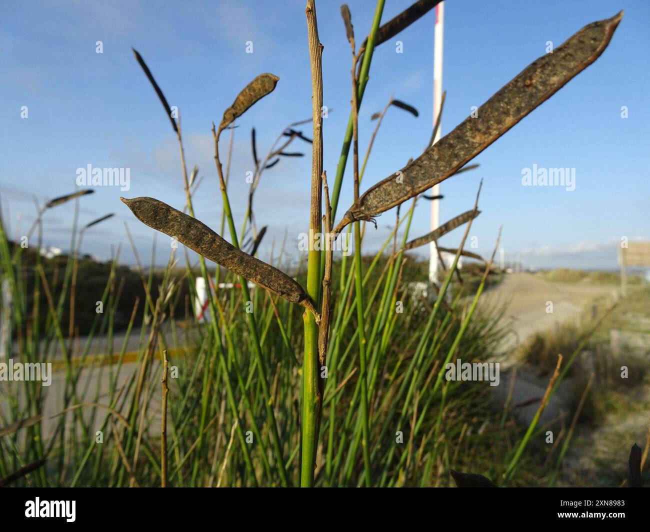 Spanish Broom (Spartium junceum) Plantae Stock Photo - Alamy