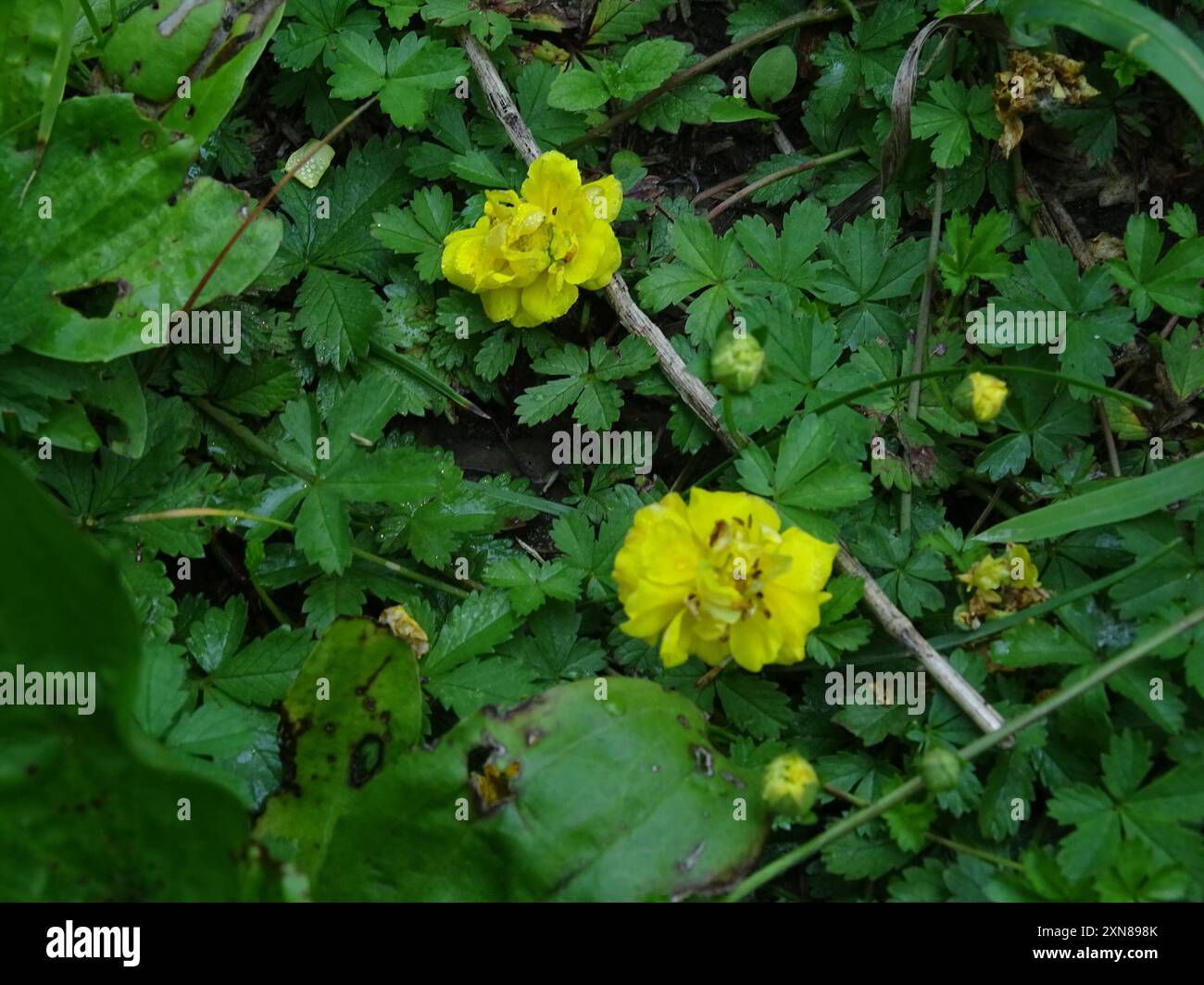 Creeping cinquefoil (Potentilla reptans) Plantae Stock Photo - Alamy