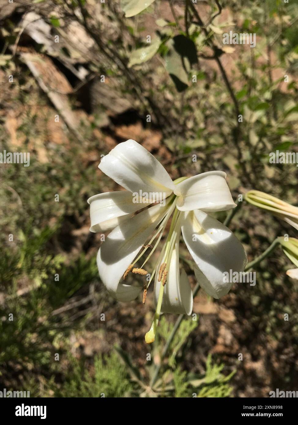 Washington lily (Lilium washingtonianum) Plantae Stock Photo - Alamy